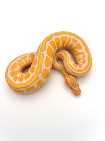 RTB - Spotnose Yellow Belly Lavender Albino Het Clown Ball Python by ...