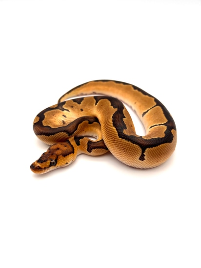 Blade Clown Het Lavender Albino Ball Python by Summit Xotic Reptiles