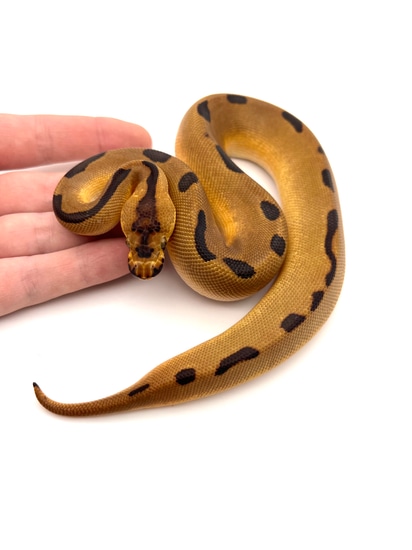 Enchi Leopard Blade Clown Het Lavender Albino Ball Python by Summit ...