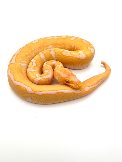 Grail (Probable SN Blade) Ball Python by Summit Xotic Reptiles