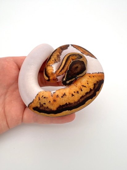 (OD) Leopard Pied DH Tsk Axanthic Clown Ball Python by Summit Xotic ...