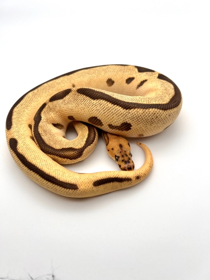 OD Leopard Fire Clown Het Pied Ball Python by Summit Xotic Reptiles