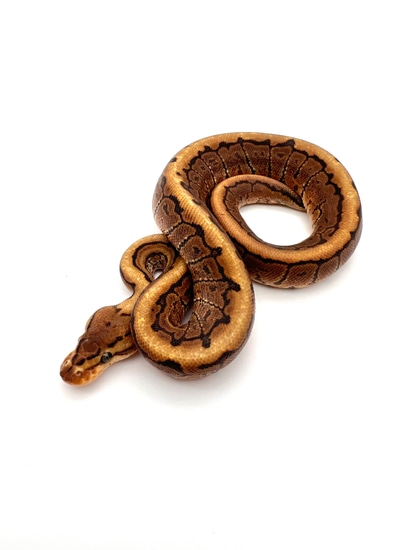 Pinstripe Spotnose DH Ultramel Clown Ball Python by Summit Xotic Reptiles