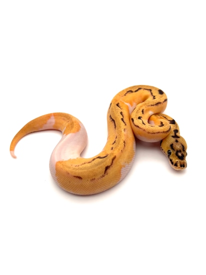 OD Enchi Pastel Clown Pied Ball Python by Summit Xotic Reptiles