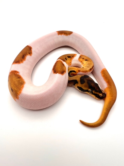 OD Enchi Leopard Pied Het Clown Ball Python by Summit Xotic Reptiles
