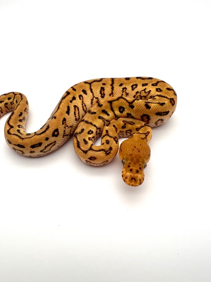 Pinstripe Spotnose Redstripe Clown Ball Python by Summit Xotic Reptiles