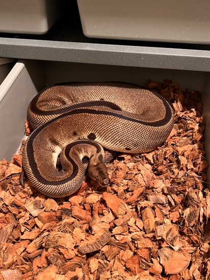 HUGE RTB Proven Leopard Blade Clown Het Lavender 50% Het Pied Ball ...
