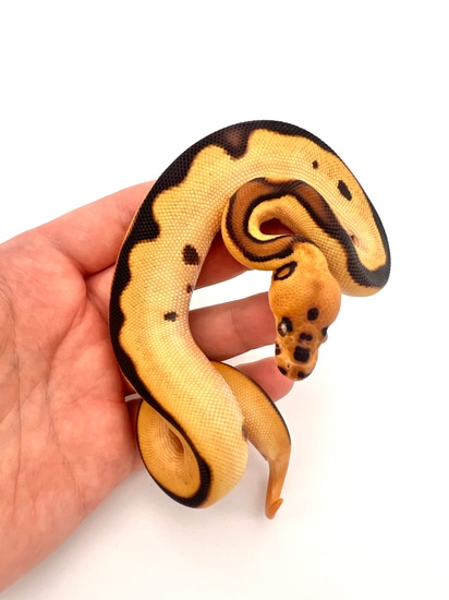 Super OD Leopard Fire Clown Het Pied Ball Python by Summit Xotic Reptiles