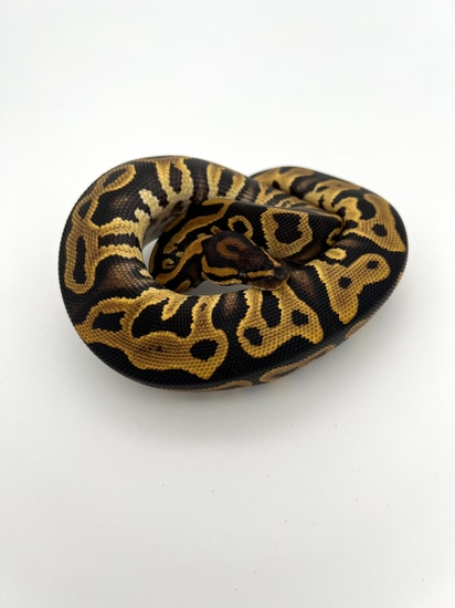 Leopard YB DH Ultramel Clown Ball Python by Summit Xotic Reptiles