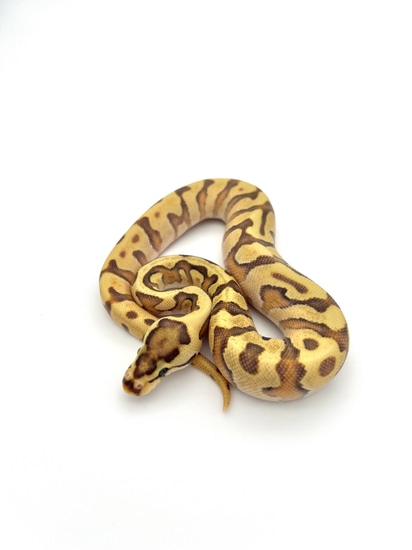 Enchi Spotnose Mojave Fire DH Lavender Clown Ball Python by Summit ...