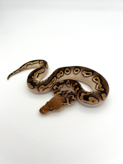 Mojave Cinder Clown Ball Python by Summit Xotic Reptiles