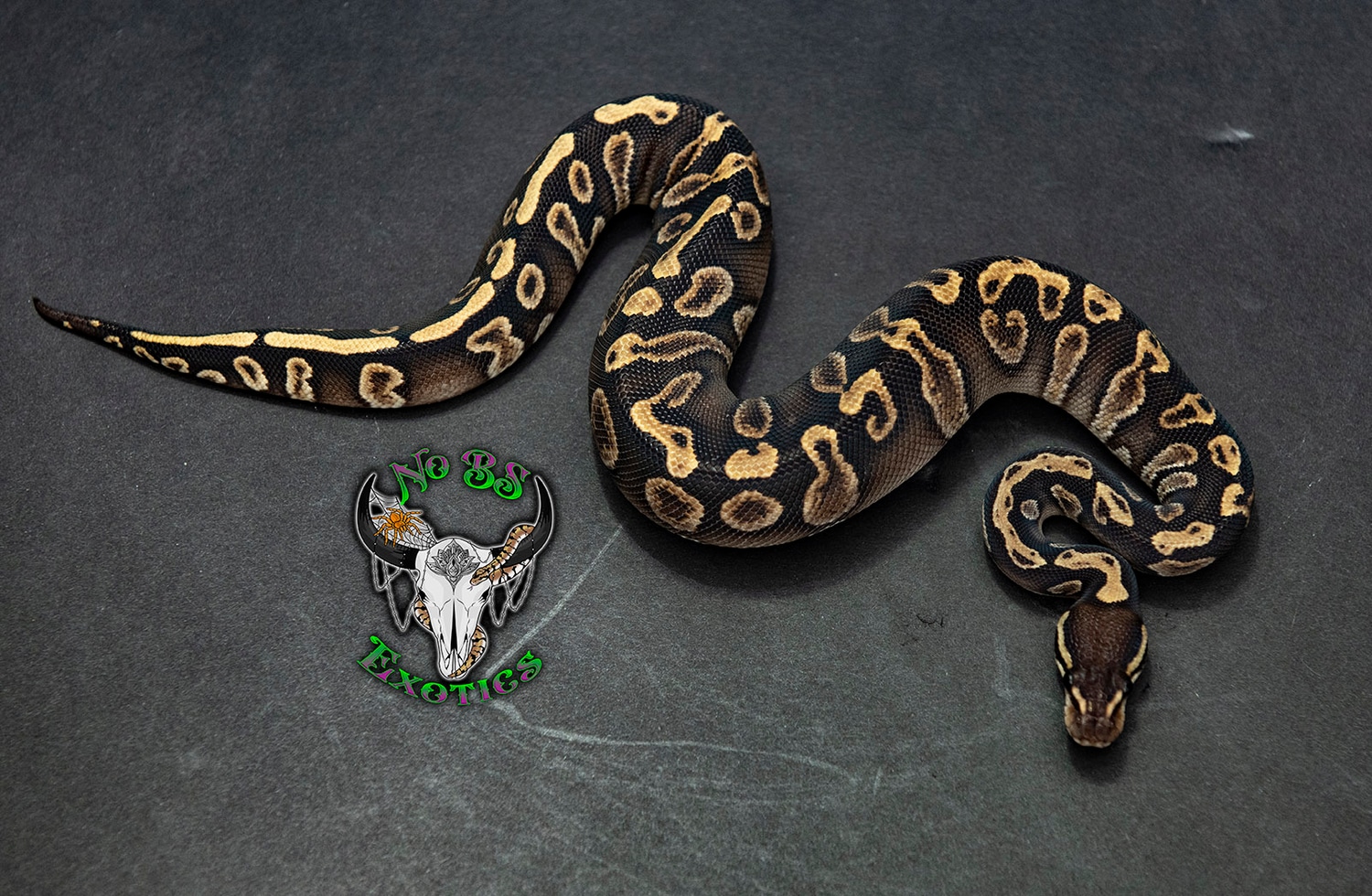 GHI Phantom Ball Python by No BS Exotics - MorphMarket