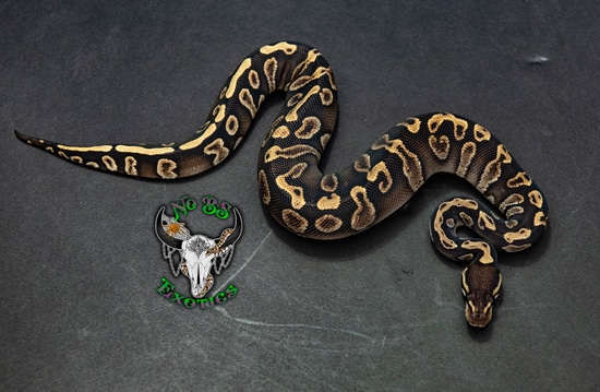 GHI Phantom Ball Python by No BS Exotics