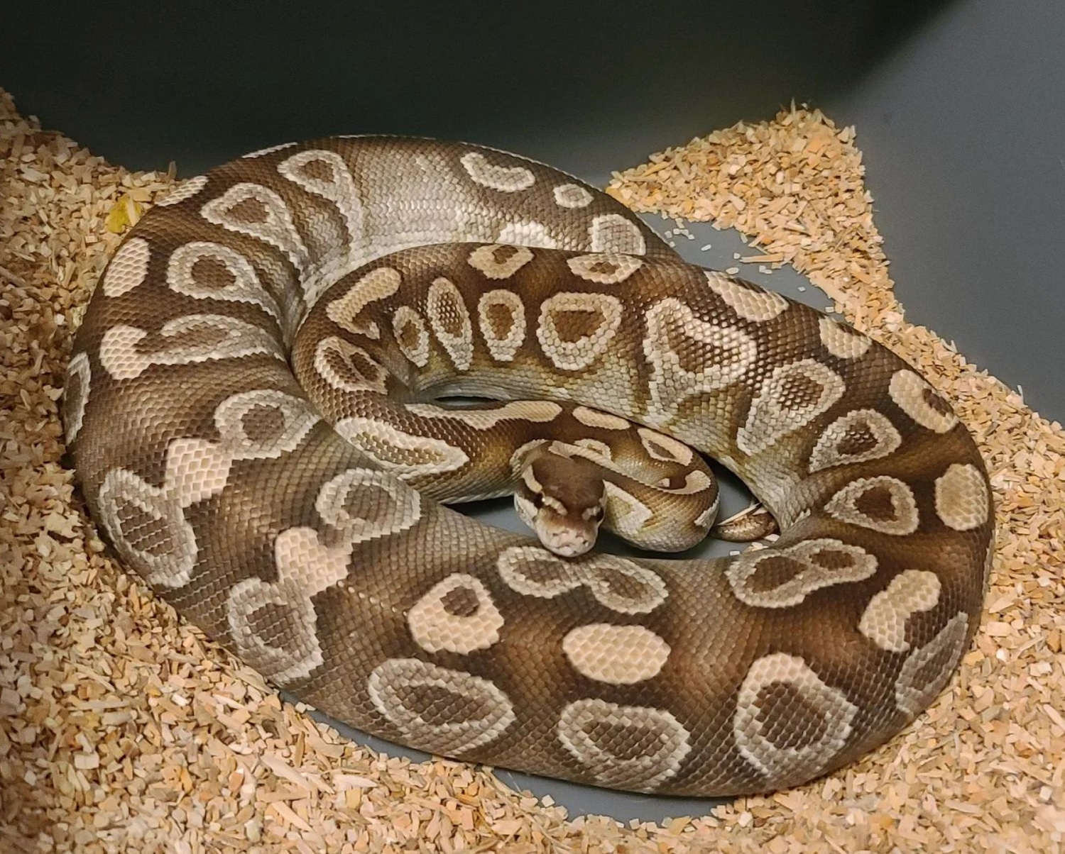 Mojave Yellow Belly Ball Python by No BS Exotics - MorphMarket