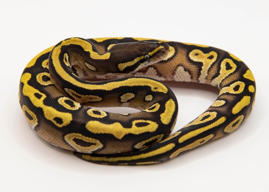 Gold Blush Mojave Yellow Belly Ball Python by No BS Exotics