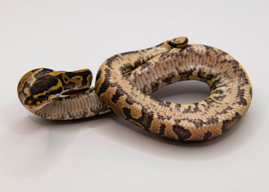 Gold Blush Yellow Belly Ball Python by No BS Exotics