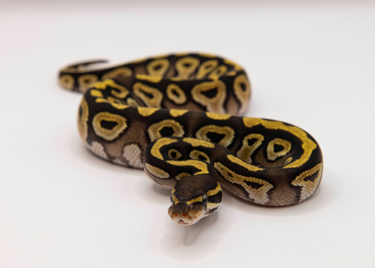 Mojave Yellow Belly Ball Python by No BS Exotics - MorphMarket