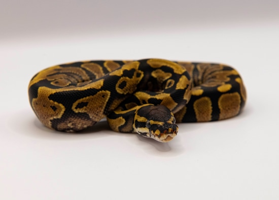 Gold Blush Yellow Belly Ball Python by No BS Exotics