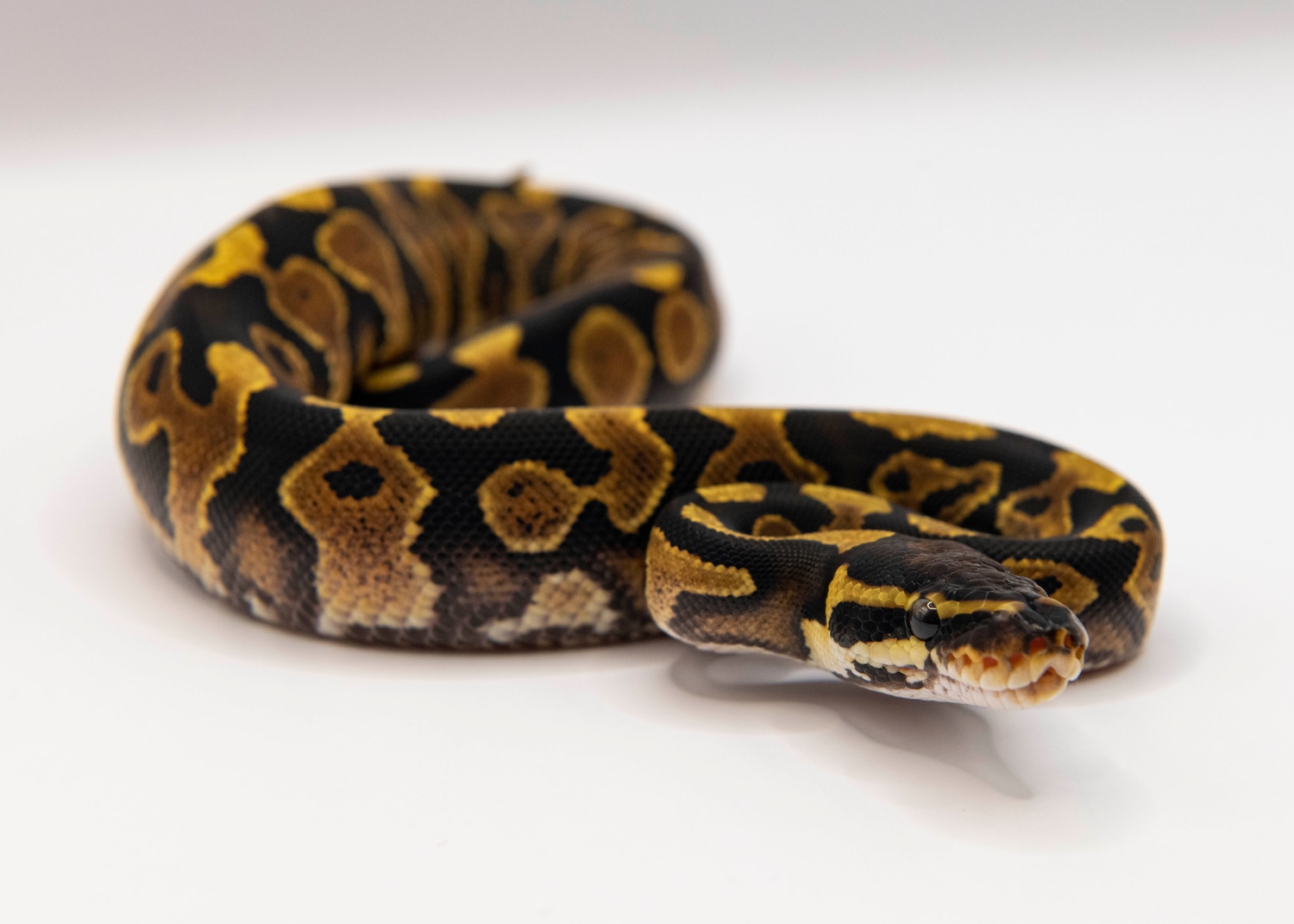Yellow Belly Ball Python by No BS Exotics - MorphMarket