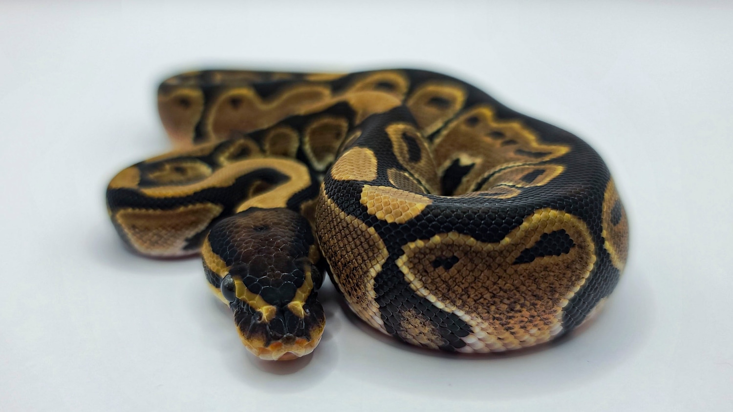 Gold Blush Ball Python by No BS Exotics - MorphMarket