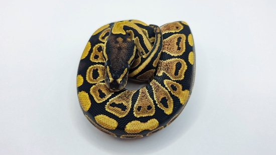 Gold Blush Ball Python by No BS Exotics