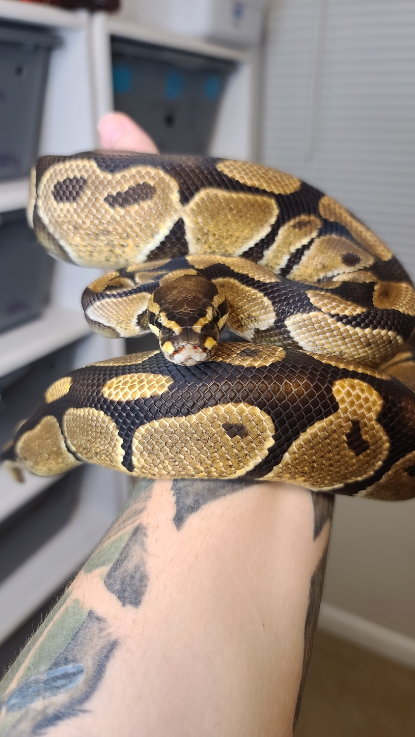 Gold Blush PB Ball Python by No BS Exotics - MorphMarket