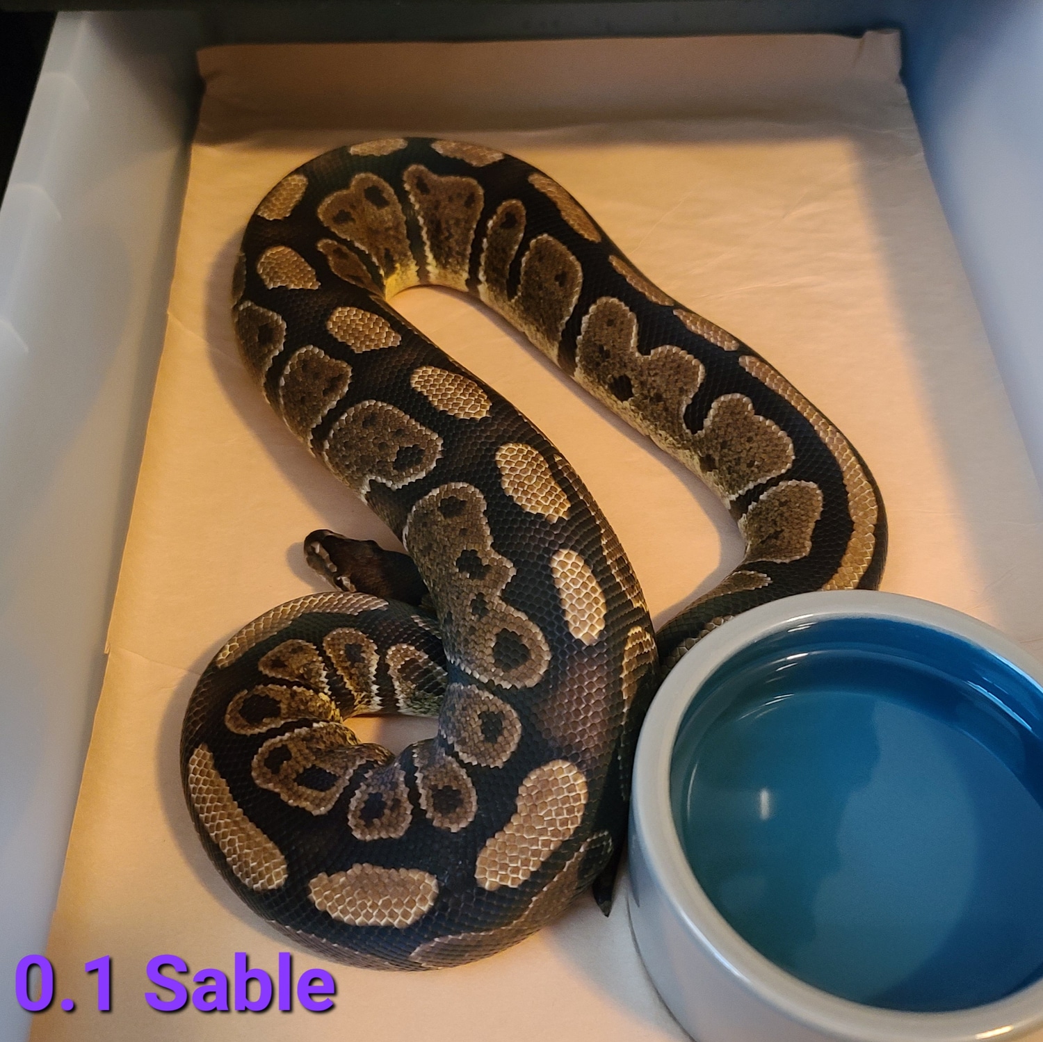 Sable Ball Python by No BS Exotics - MorphMarket