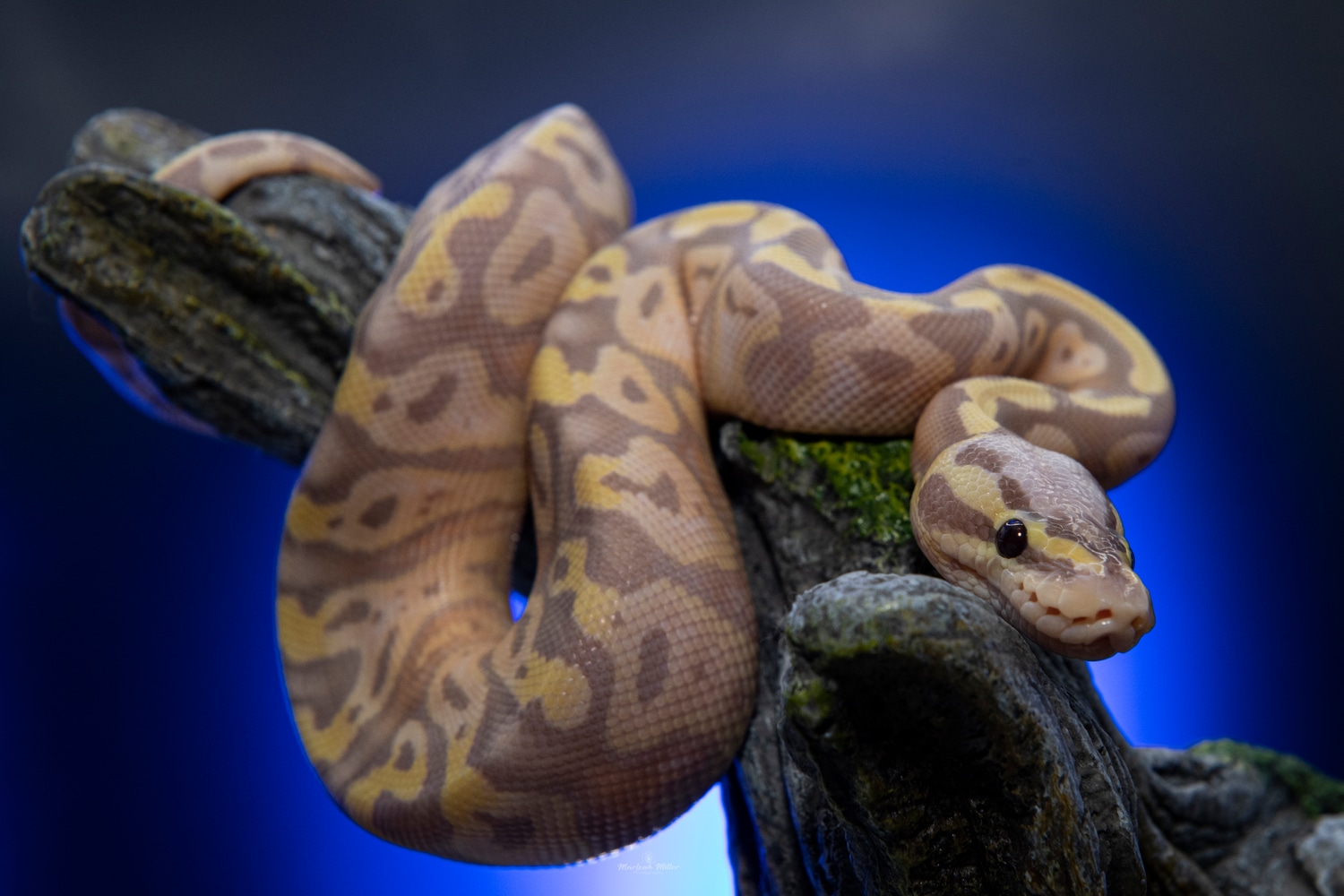 Super Pastel Banana Yellow Belly 100% Het Clown Ball Python by No BS Exotics - MorphMarket