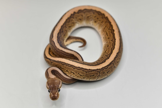 Cinnamon Pinstripe Het Ghost Ball Python by No BS Exotics