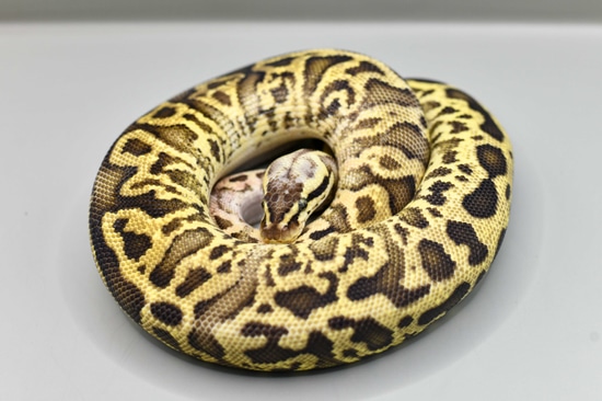 Firefly Leopard Het Clown Ph Pied Ball Python by No BS Exotics