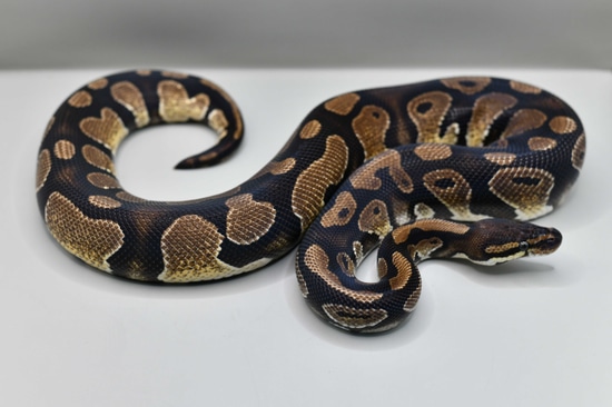JUST PAY SHIPPING: Dinker + 2 Free RTB Normal Females Ball Python by No BS Exotics