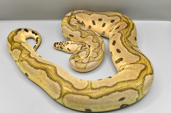 Pastel Red Stripe Clown Ph Pied Ball Python by No BS Exotics