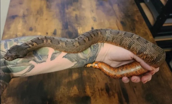 High Red Viper Boa RTB by No BS Exotics