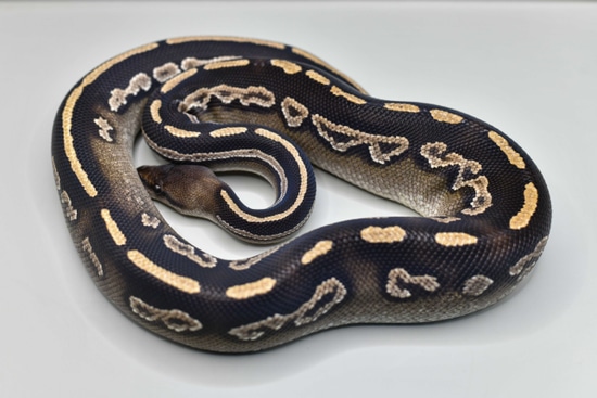 Super Black Head Mystic PB Ball Python by No BS Exotics