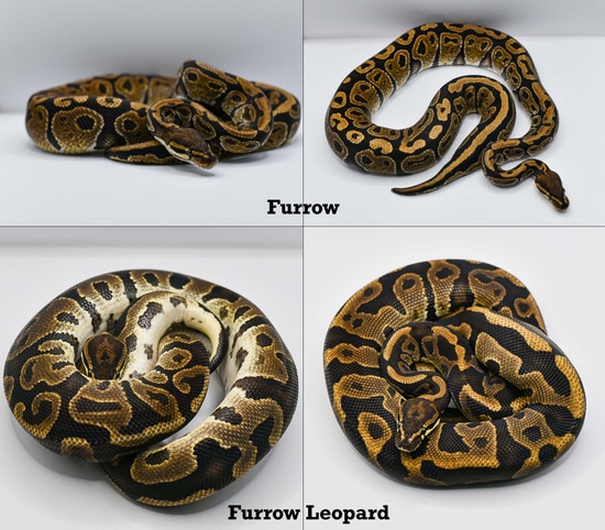 Furrow Pair RTB Ball Python by No BS Exotics