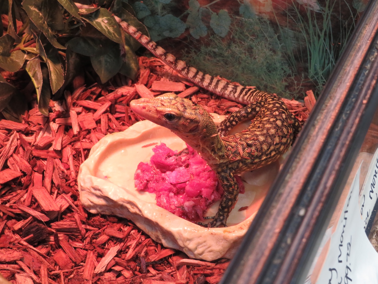 Yellow Quince Monitor Other Monitor by Stingers Exotics LLC - MorphMarket
