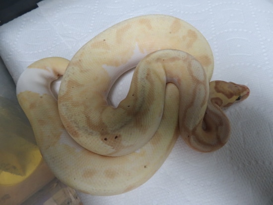 Banana Pied Ball Python by Stingers Exotics LLC