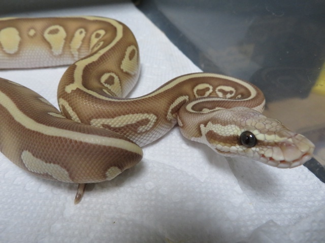 Banana Leopard Lesser Ball Python by Stingers Exotics LLC - MorphMarket