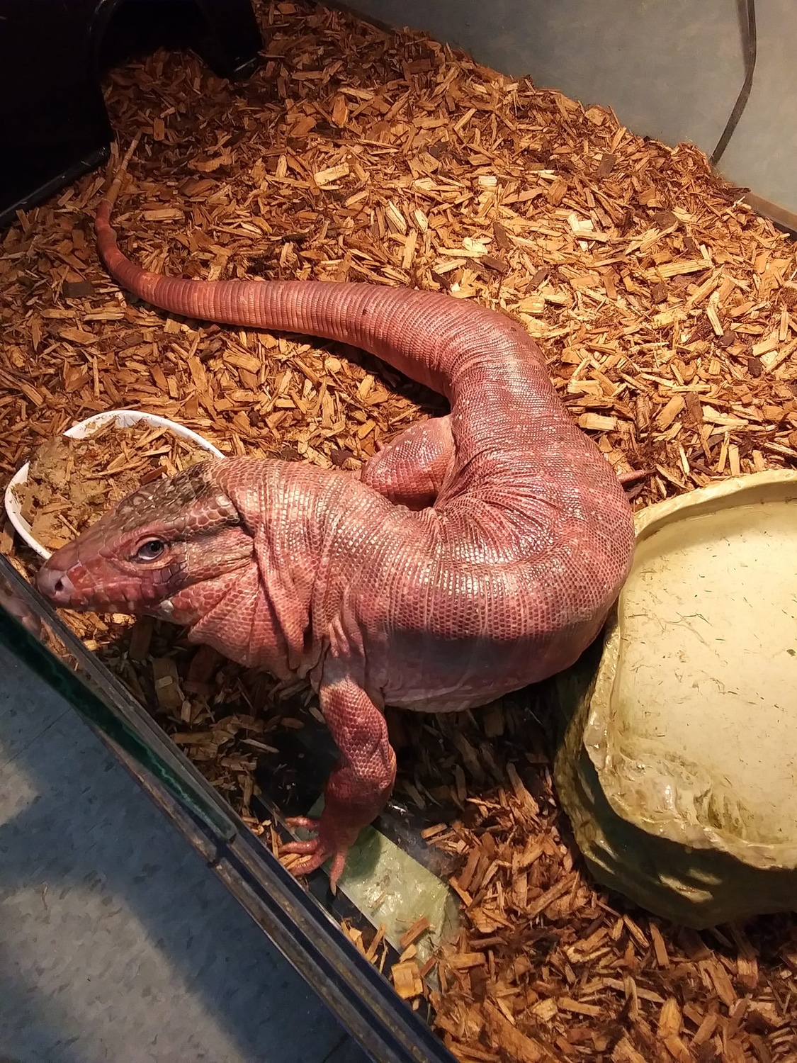 Argentine Red Tegu Argentine Tegus by Stingers Exotics LLC - MorphMarket