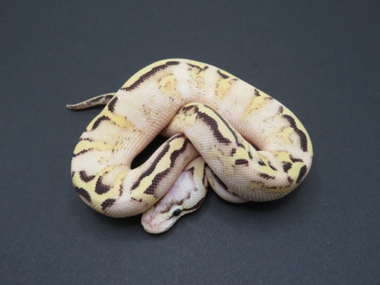 Super Pastel Spark Yellow Belly (Puma) Ball Python by Stingers Exotics LLC