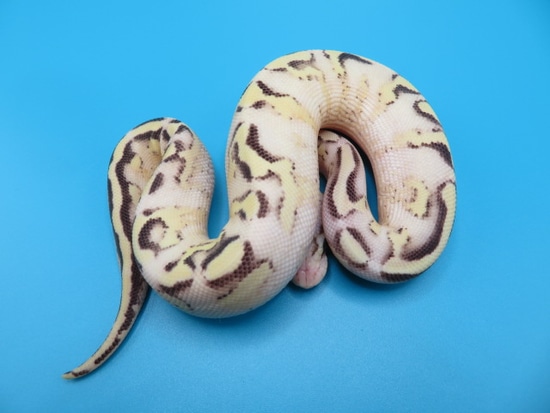 Super Pastel Spark Yellow Belly Ball Python by Stingers Exotics LLC