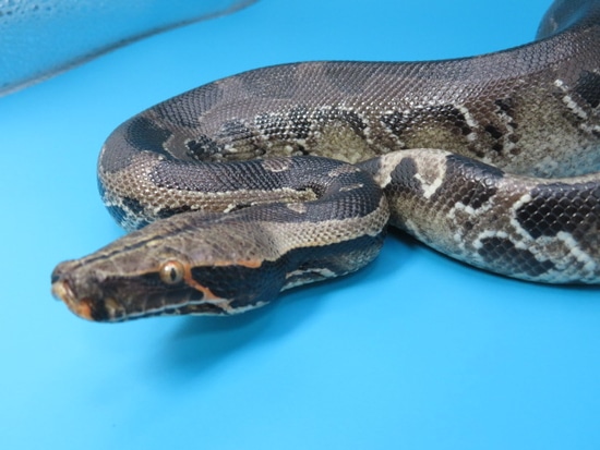 Sumatran Short-Tail Python Sumatran Short-Tailed Python by Stingers ...