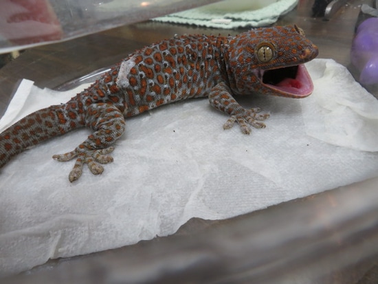 2021 Extra Spicy Tokay Gecko by Stingers Exotics LLC
