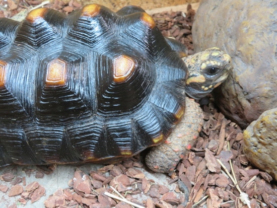 Red Foot Tortoise Red-Footed Tortoise by Stingers Exotics LLC