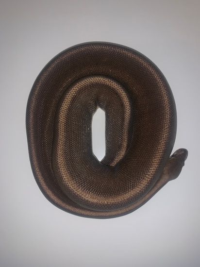 Proven Adult Genetic Stripe Gargoyle Ball Python by FireBall Pythons