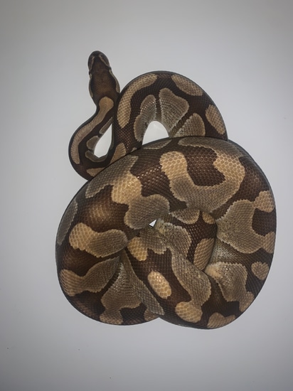 RTB DH Ultramel & Hypo + Enchi Ball Python by FireBall Pythons