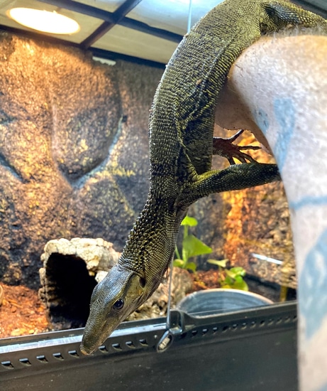 Male Black Roughneck Monitor by SunCity Exotics