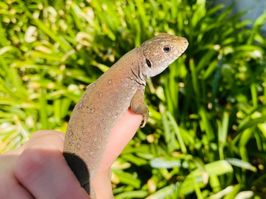 Jeweled Lacerta Pair (Timon Pater) More Lizard by SunCity Exotics