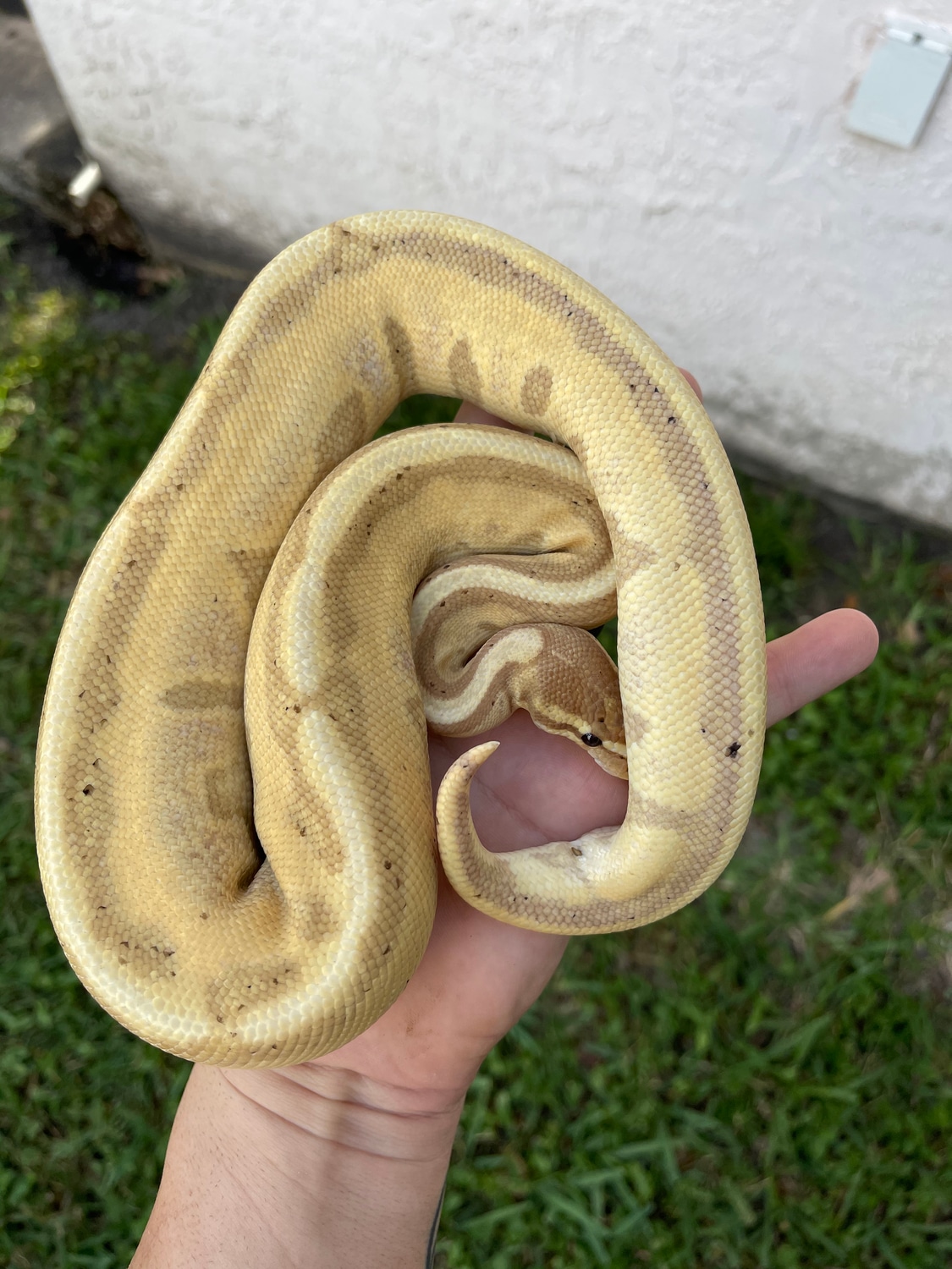 Banana Genetic Stripe Ball Python by Supernatural Exotics - MorphMarket