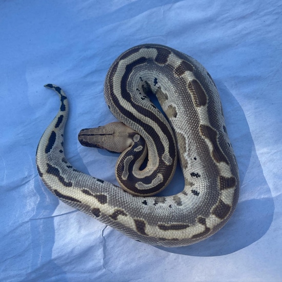 Ultra Platinum Borneo Short-Tailed Python by Supernatural Exotics